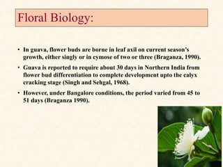 Guava hybridization- Psidium guajava genotypes | PPT
