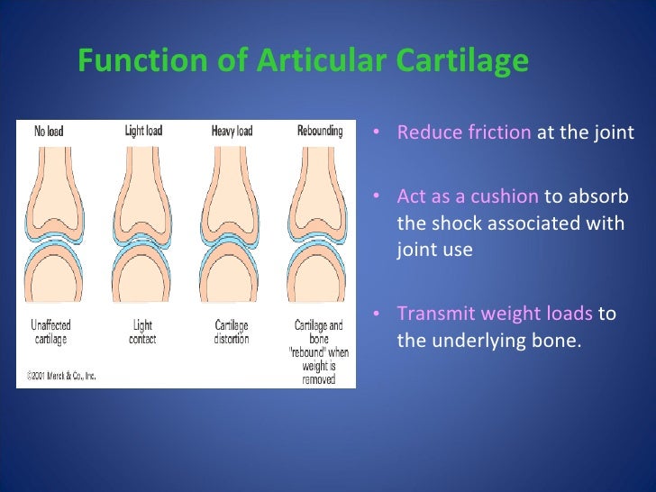 Function Of Articular Cartilage In Knee Slidesharetrick function-of-articular-cartilage-in-knee-slidesharetrick