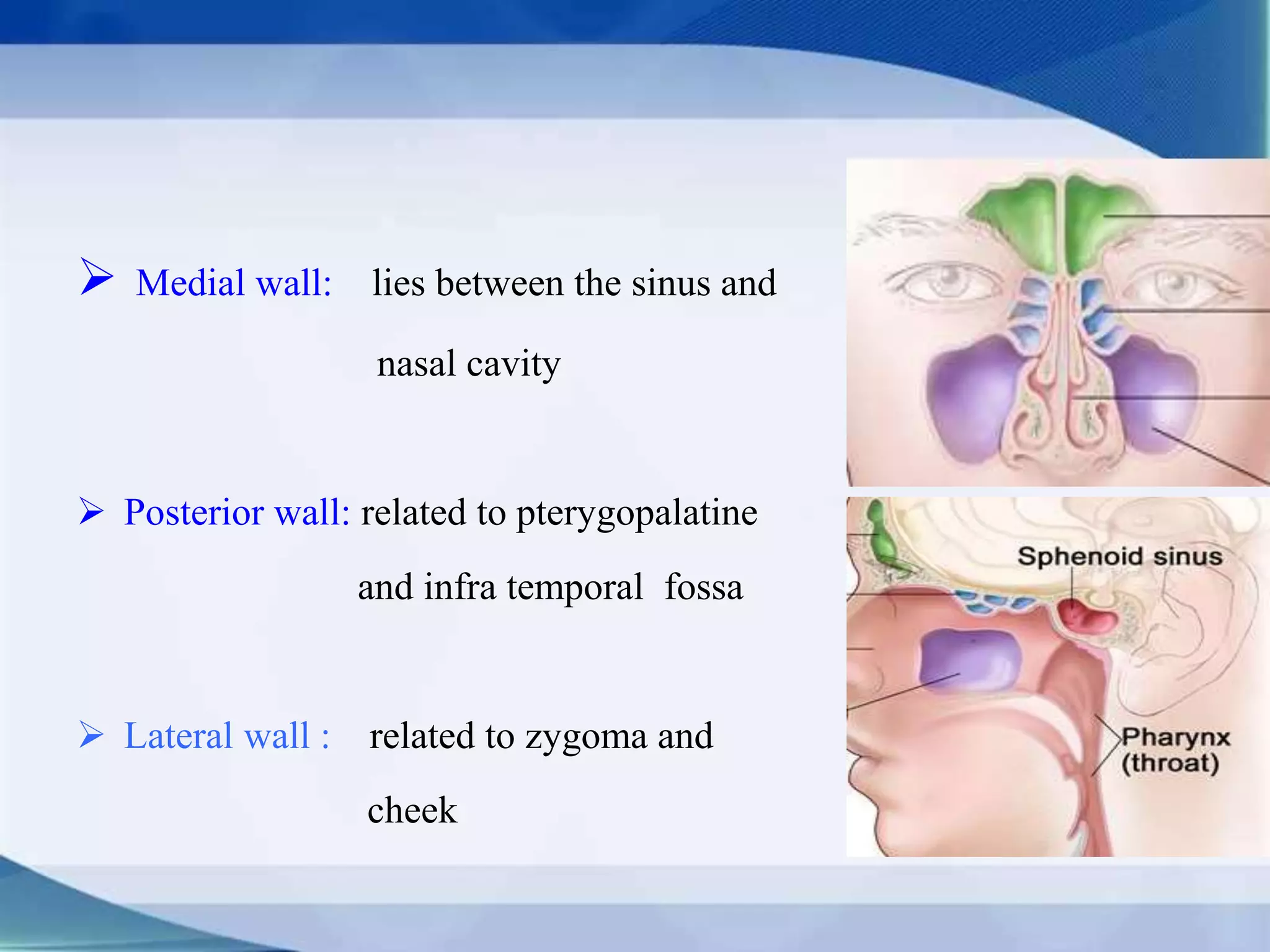 paranasal sinuses | PPTX