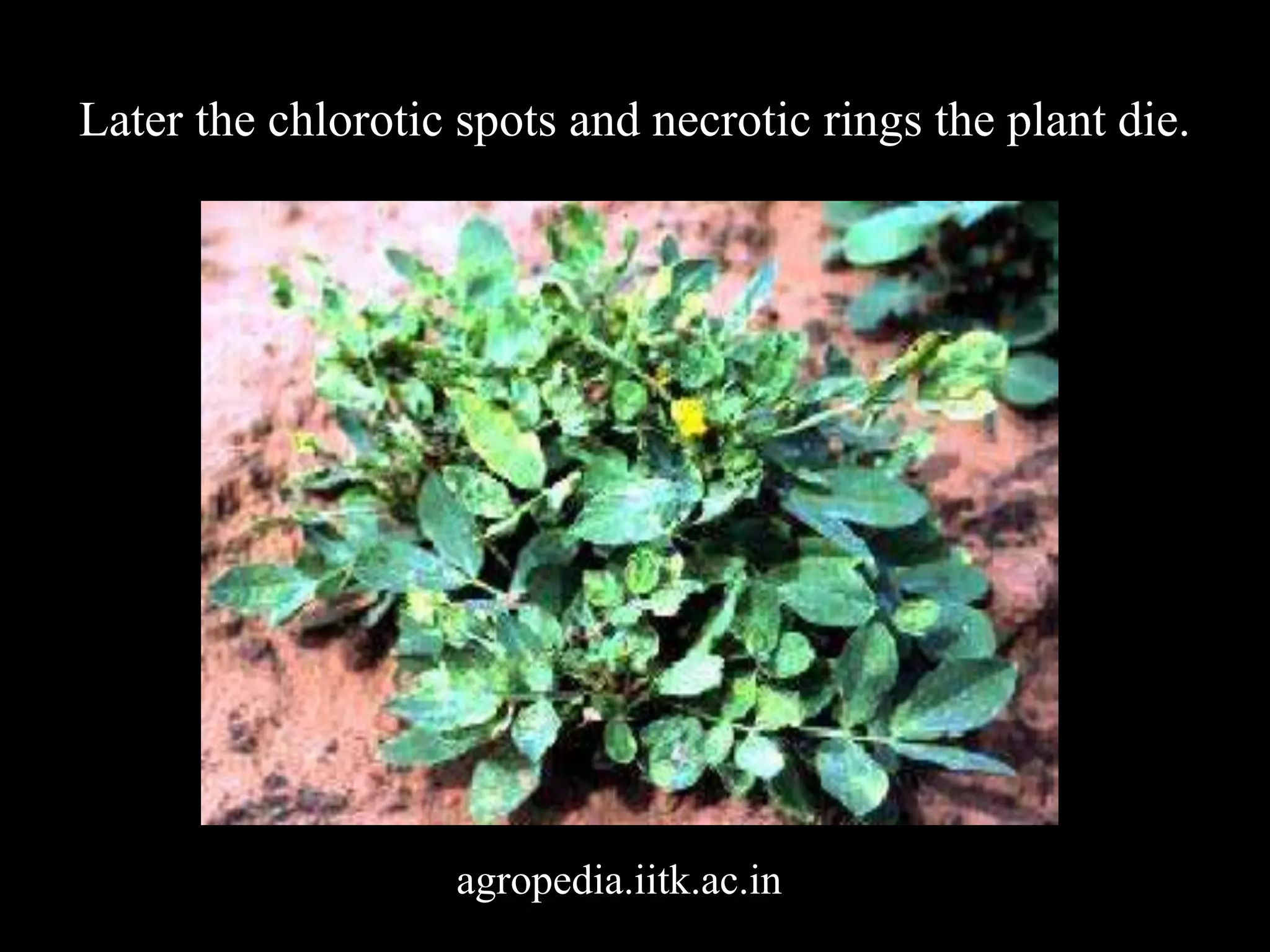 GROUNDNUT BUD NECROSIS VIRUS | PPTX