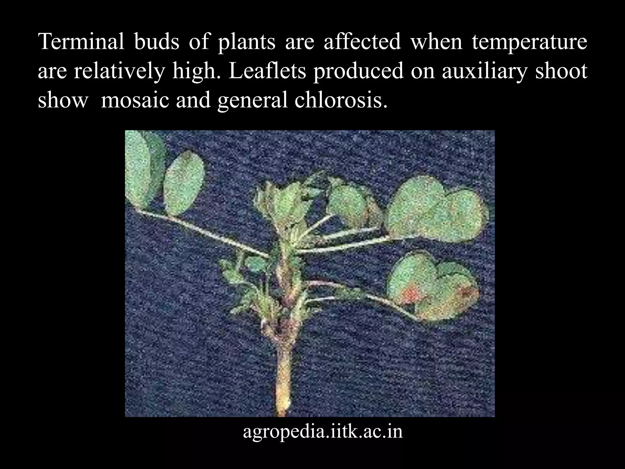 GROUNDNUT BUD NECROSIS VIRUS | PPTX