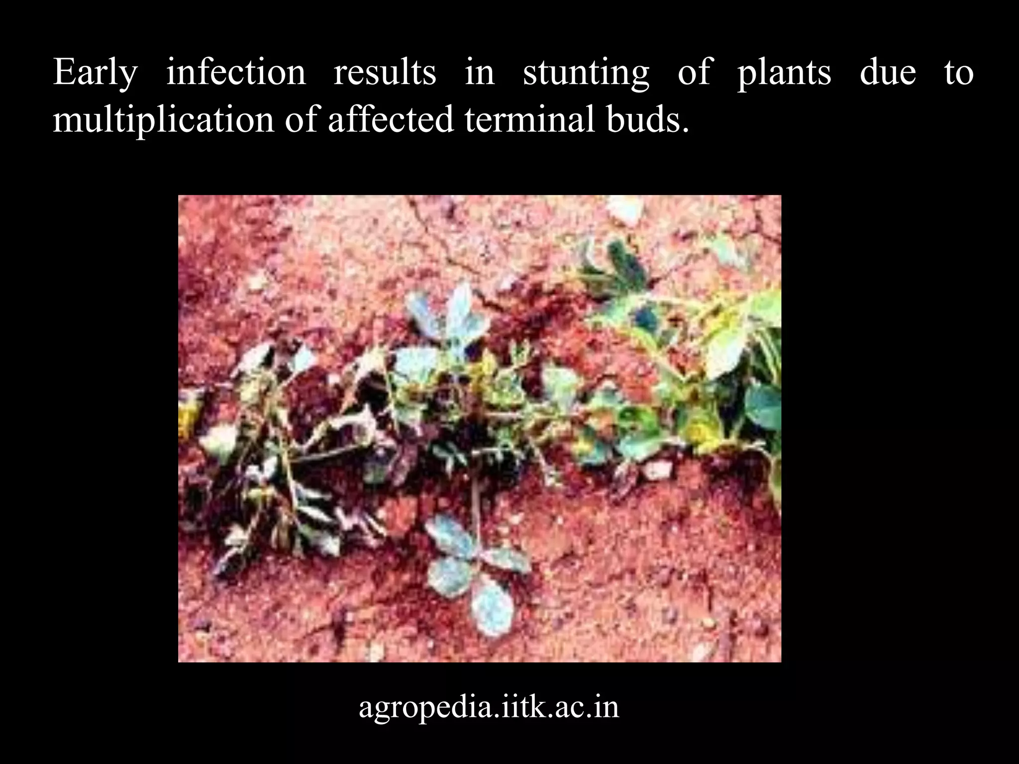 GROUNDNUT BUD NECROSIS VIRUS | PPTX