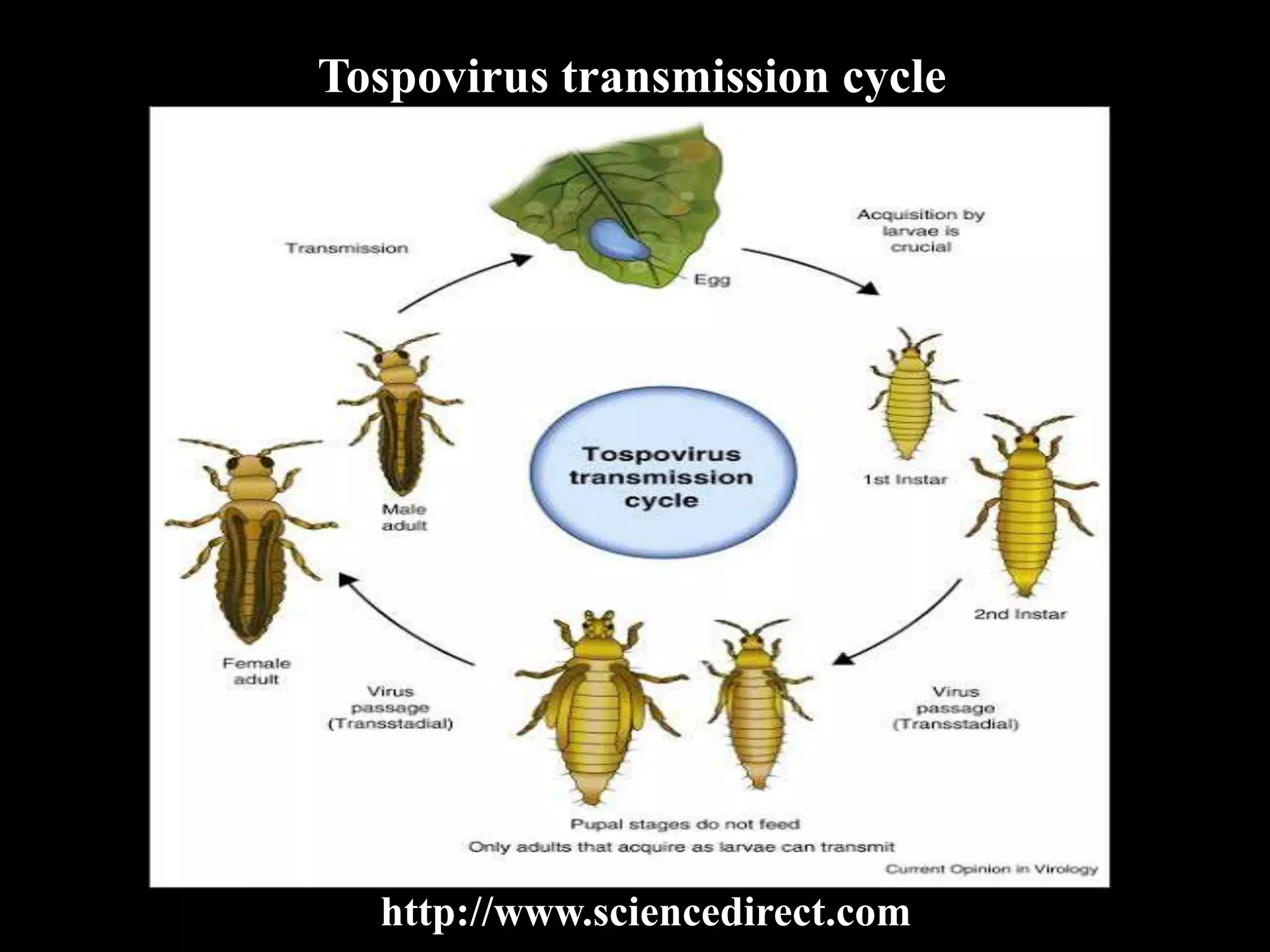 GROUNDNUT BUD NECROSIS VIRUS | PPTX