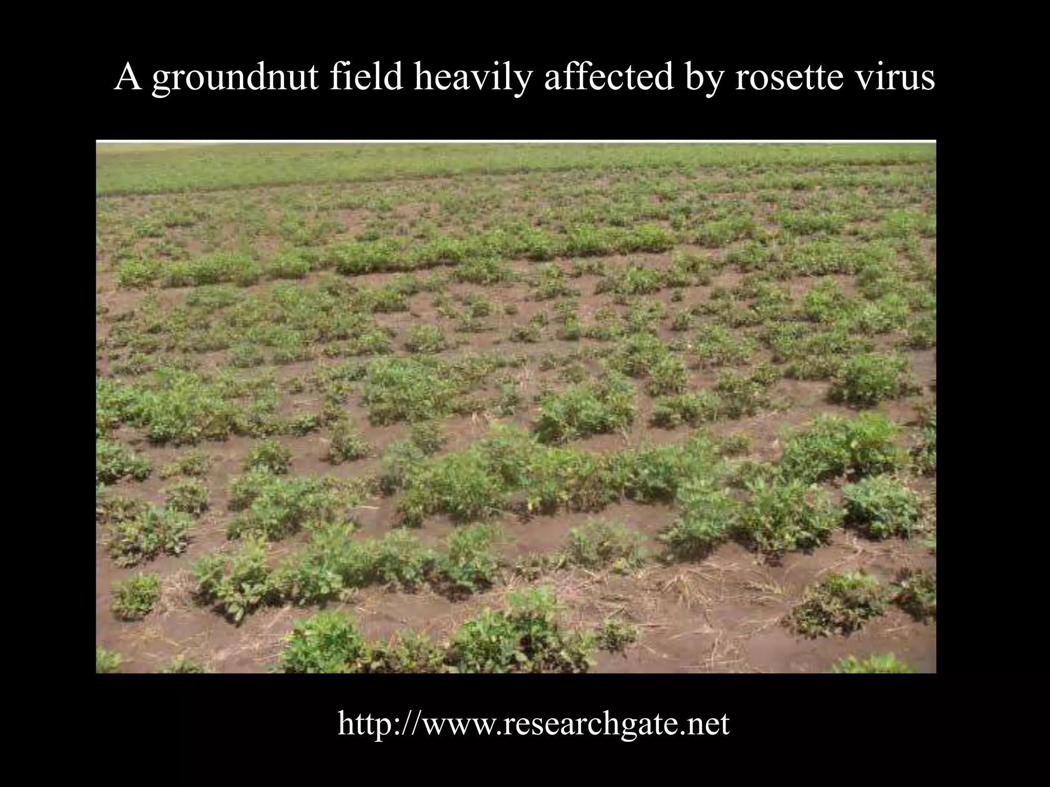 GROUNDNUT BUD NECROSIS VIRUS | PPTX