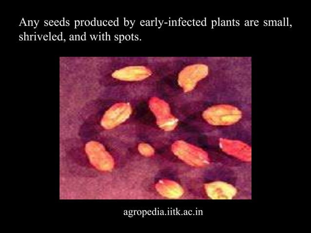 GROUNDNUT BUD NECROSIS VIRUS | PPTX