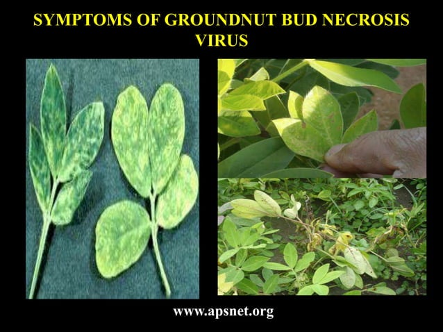 GROUNDNUT BUD NECROSIS VIRUS | PPTX