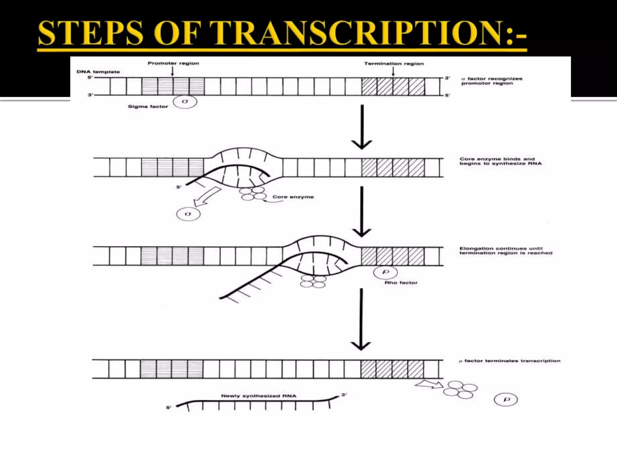 Prokaryotic transcription by kk | PPT