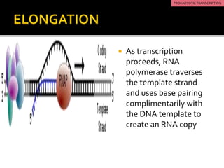 Prokaryotic transcription by kk | PPT