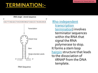Prokaryotic transcription by kk | PPT