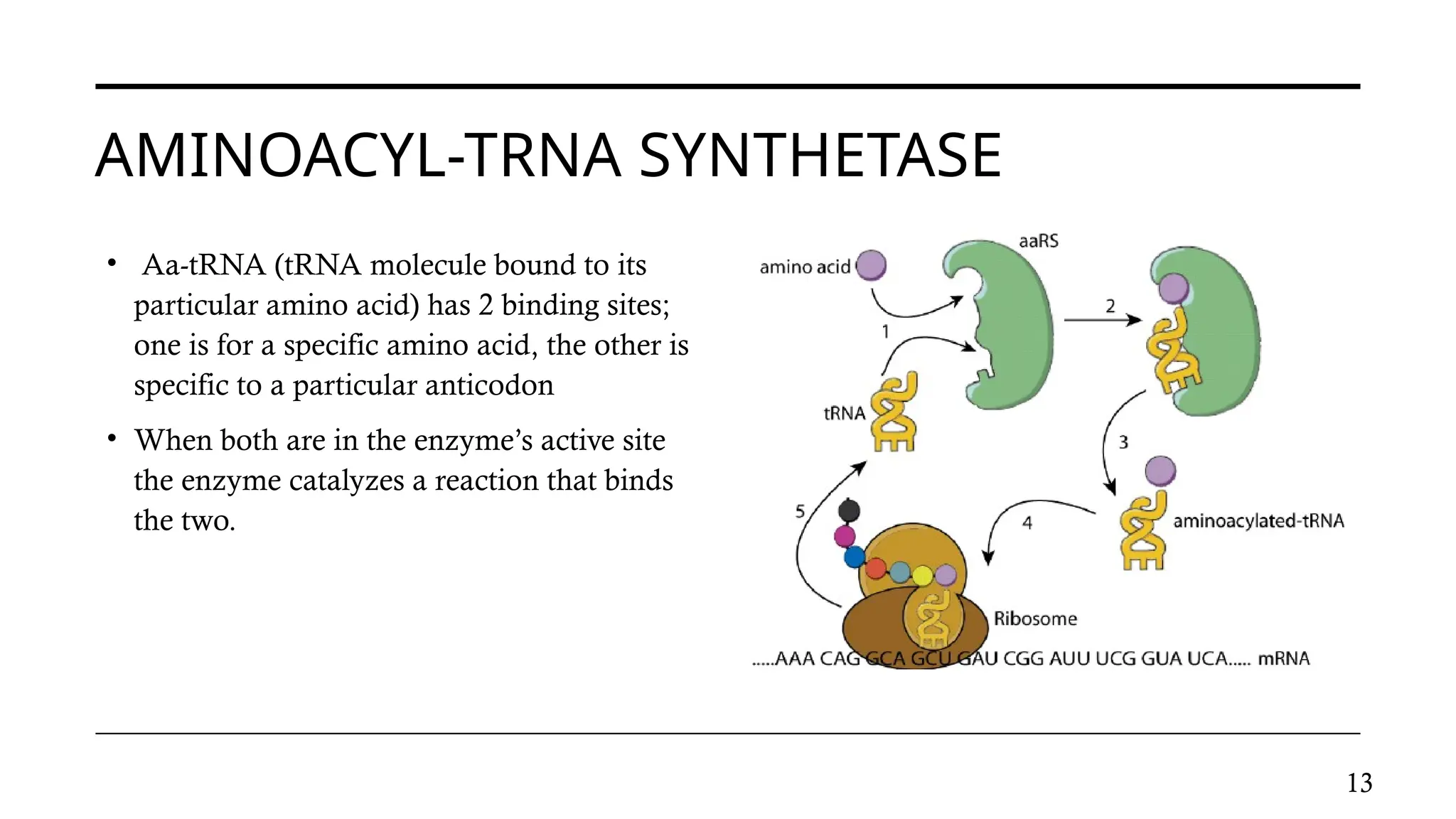 PROTEIN BIOSYNTHESIS, central dogma ,transcription,translation.pptx