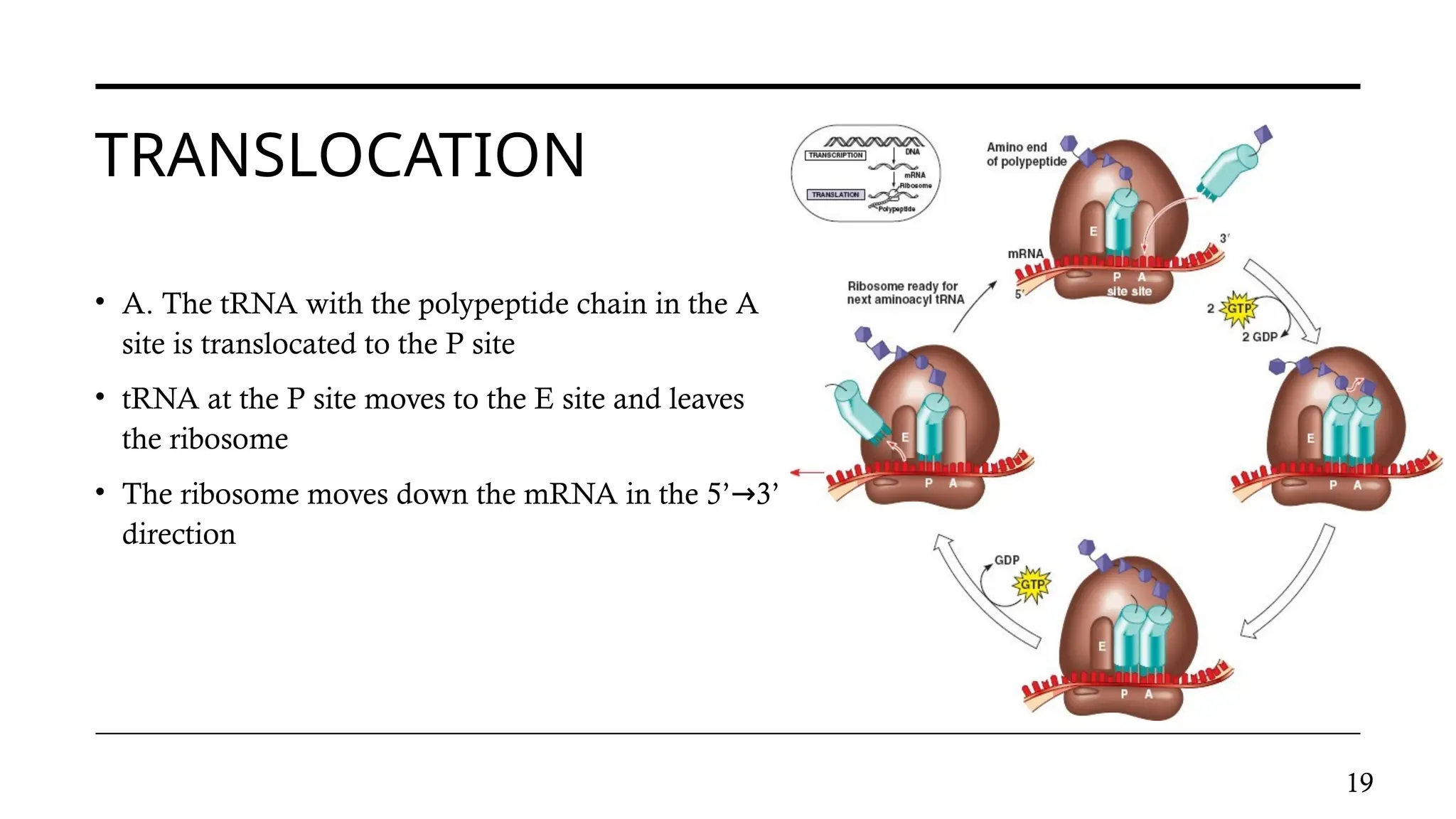 PROTEIN BIOSYNTHESIS, central dogma ,transcription,translation.pptx