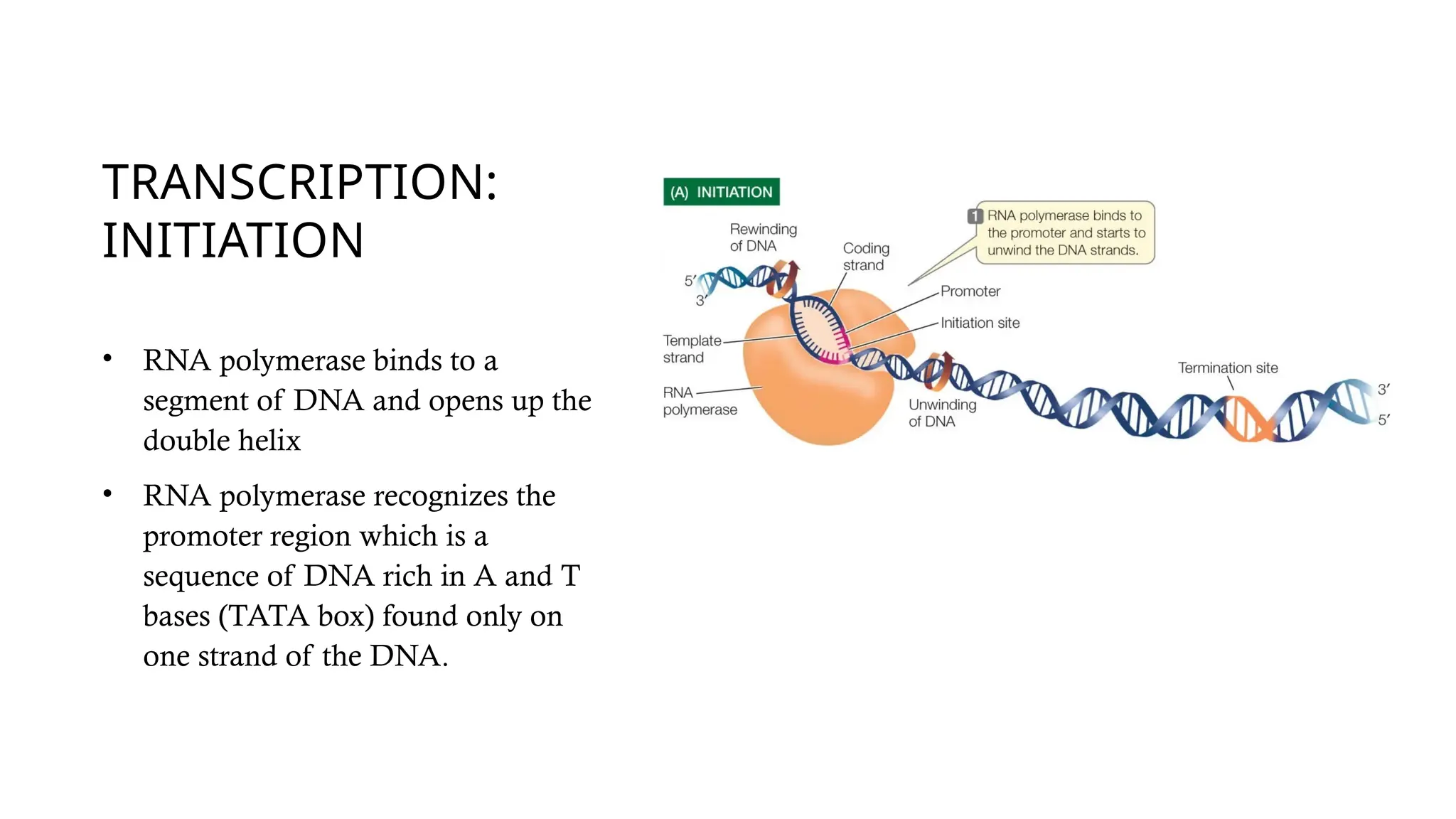 PROTEIN BIOSYNTHESIS, central dogma ,transcription,translation.pptx