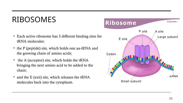 PROTEIN BIOSYNTHESIS, central dogma ,transcription,translation.pptx