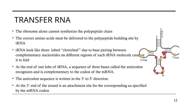 PROTEIN BIOSYNTHESIS, central dogma ,transcription,translation.pptx