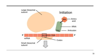 PROTEIN BIOSYNTHESIS, central dogma ,transcription,translation.pptx