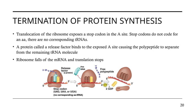 PROTEIN BIOSYNTHESIS, central dogma ,transcription,translation.pptx