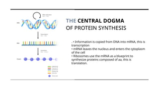 PROTEIN BIOSYNTHESIS, central dogma ,transcription,translation.pptx