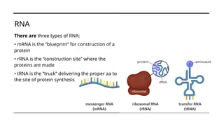 PROTEIN BIOSYNTHESIS, central dogma ,transcription,translation.pptx