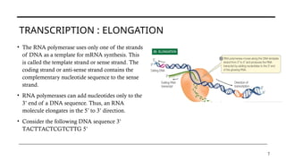PROTEIN BIOSYNTHESIS, central dogma ,transcription,translation.pptx