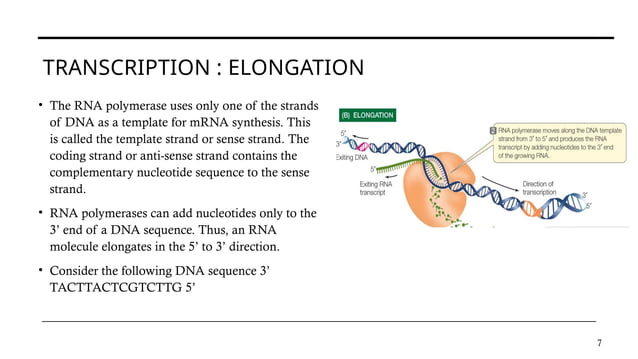 PROTEIN BIOSYNTHESIS, central dogma ,transcription,translation.pptx