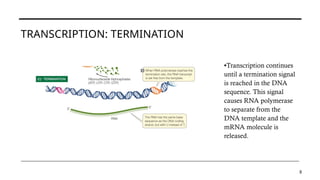 PROTEIN BIOSYNTHESIS, central dogma ,transcription,translation.pptx