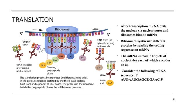 PROTEIN BIOSYNTHESIS, central dogma ,transcription,translation.pptx