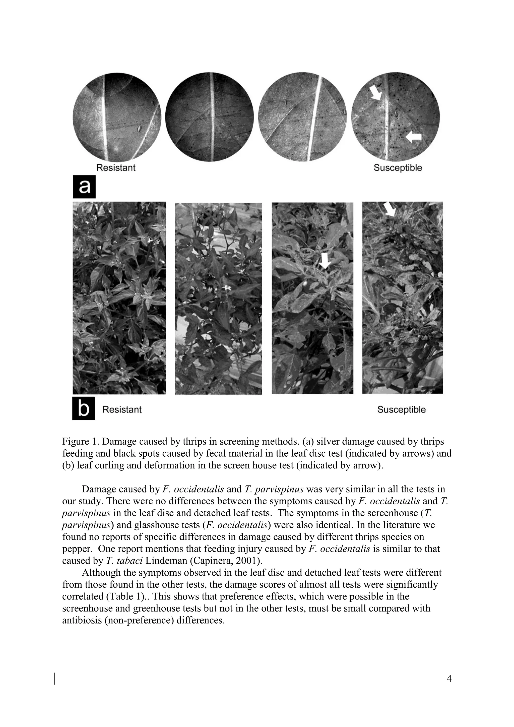 Development of test methods and screening for resistance to thrips in ...