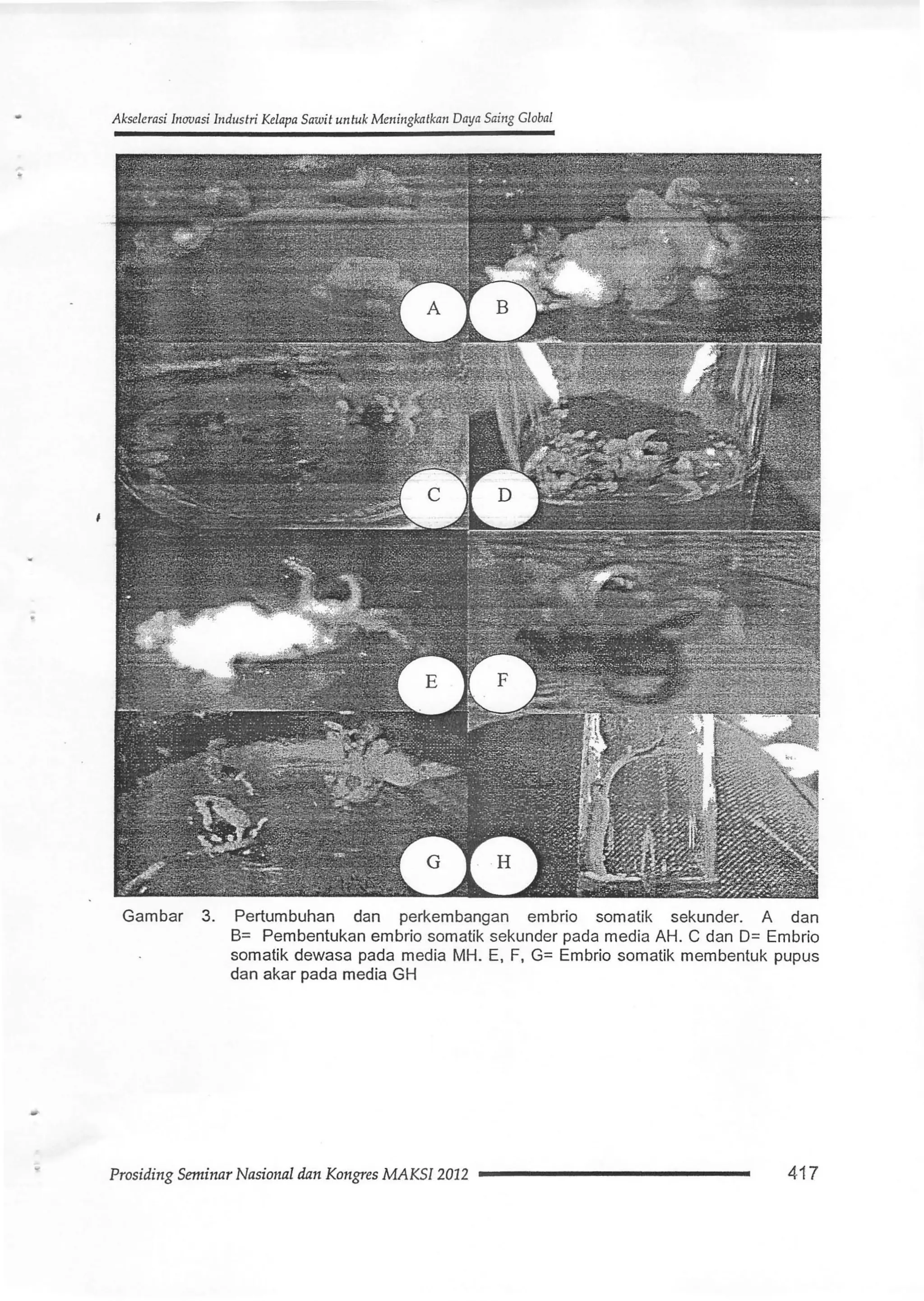 EMBRIOGENESIS SOMATIK LANGSUNG PADA TANAMAN KELAPA SAWIT | PDF