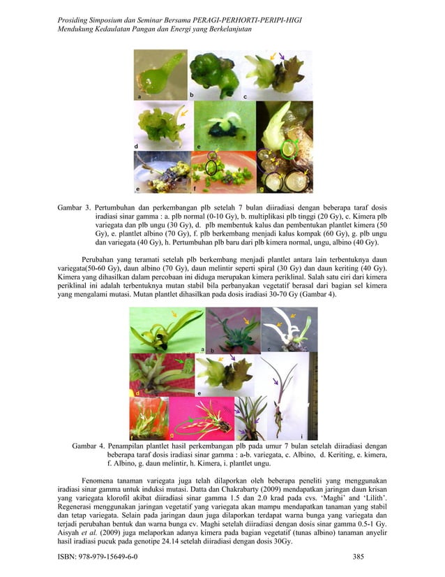 INDUKSI MUTASI PROTOCORM LIKE BODIES (PLB) ANGGREK Spathoglottis ...