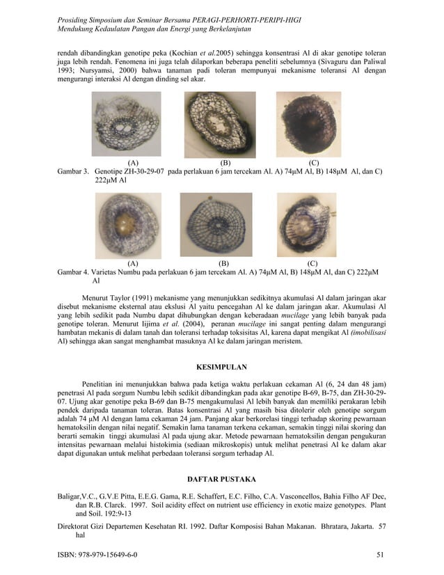 DISTRIBUSI DAN AKUMULASI ALUMINIUM PADA AKAR SORGUM (Sorghum bicolor (L ...