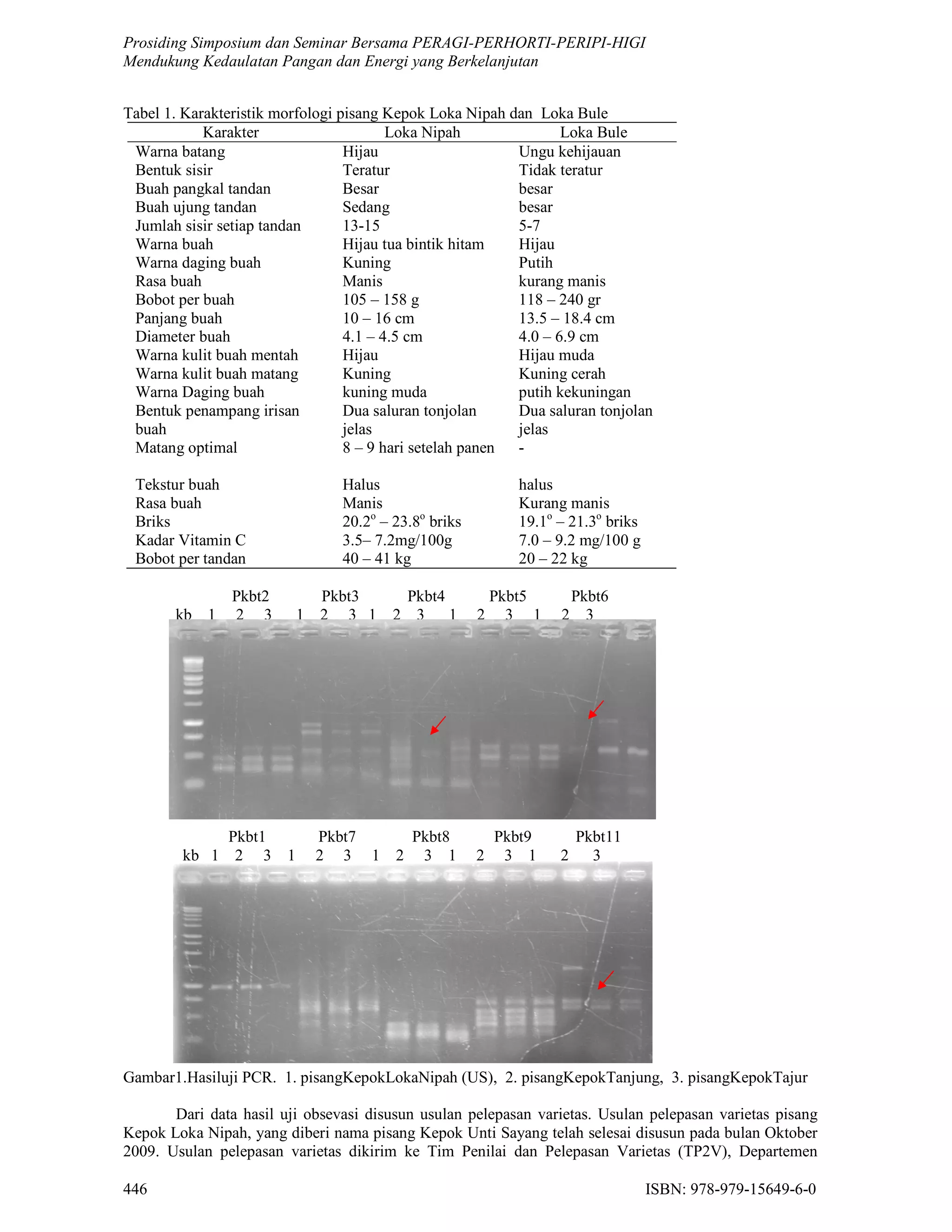 PENGEMBANGAN PISANG KEPOK UNGGUL SEBAGAI PENOPANG KETAHANAN PANGAN ...