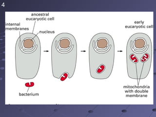 Pro and Eu cell structure | PPT