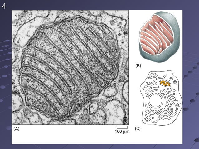 Pro and Eu cell structure | PPT