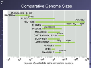 Pro and Eu cell structure | PPT