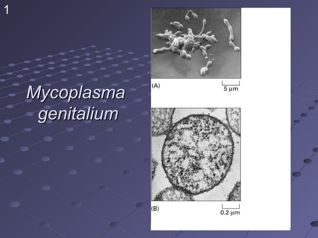 Pro and Eu cell structure | PPT