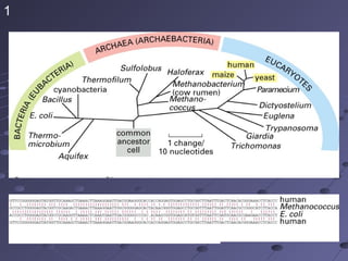 Pro and Eu cell structure | PPT