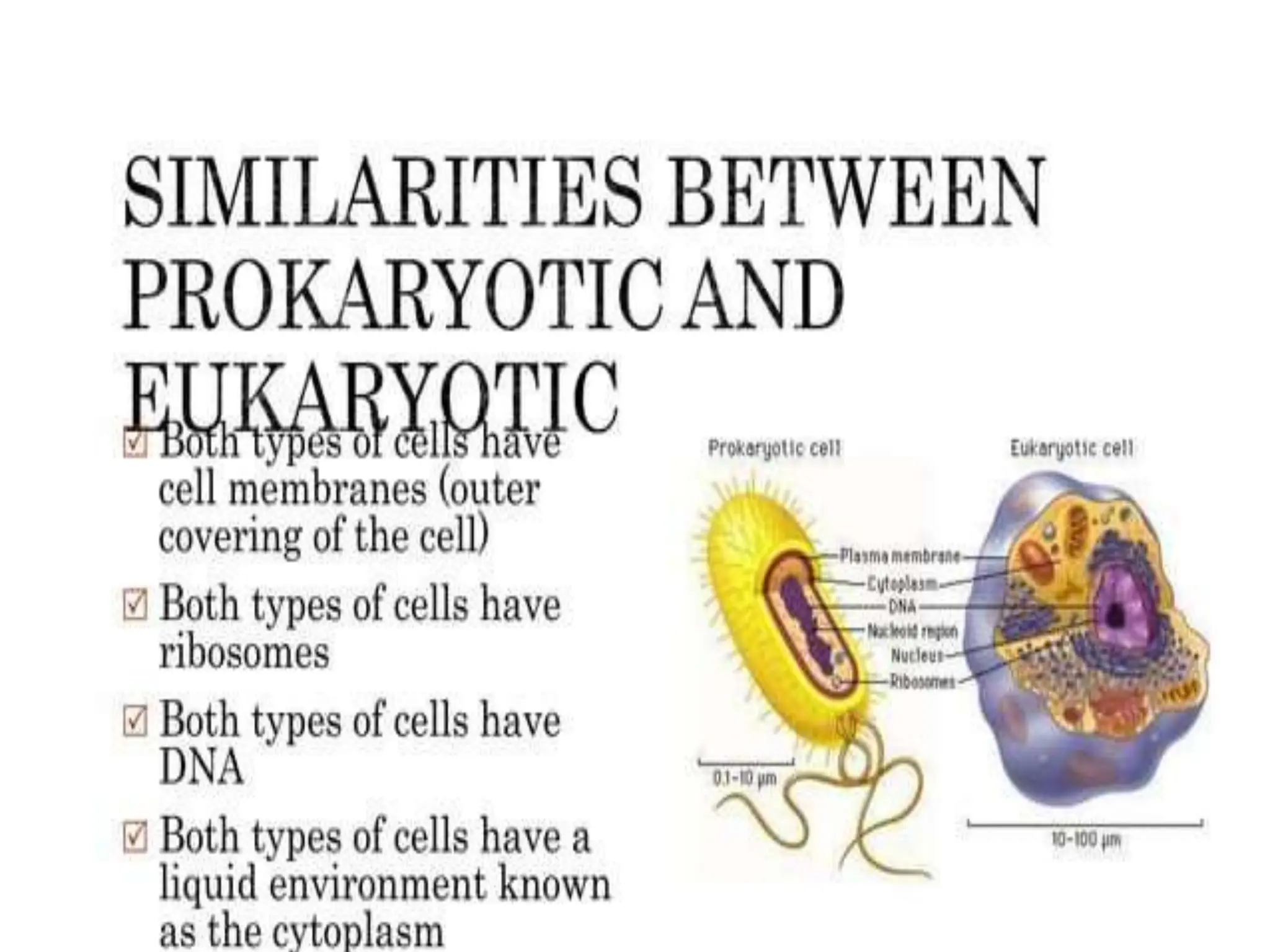 Prokaryotes and Eukaryotes (Prokaryotic and Eukaryotic cells) | PPT