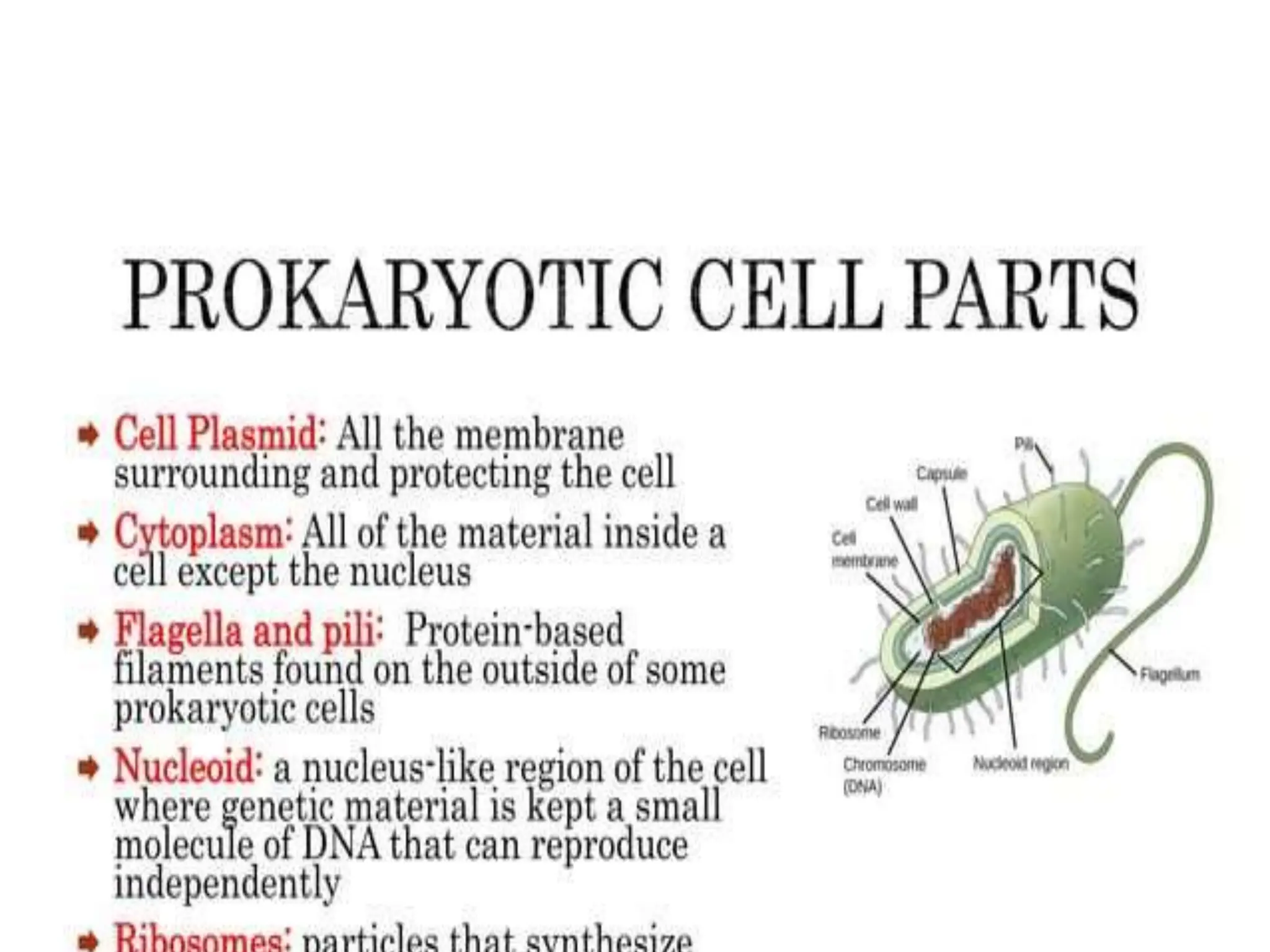 Prokaryotes and Eukaryotes (Prokaryotic and Eukaryotic cells) | PPT