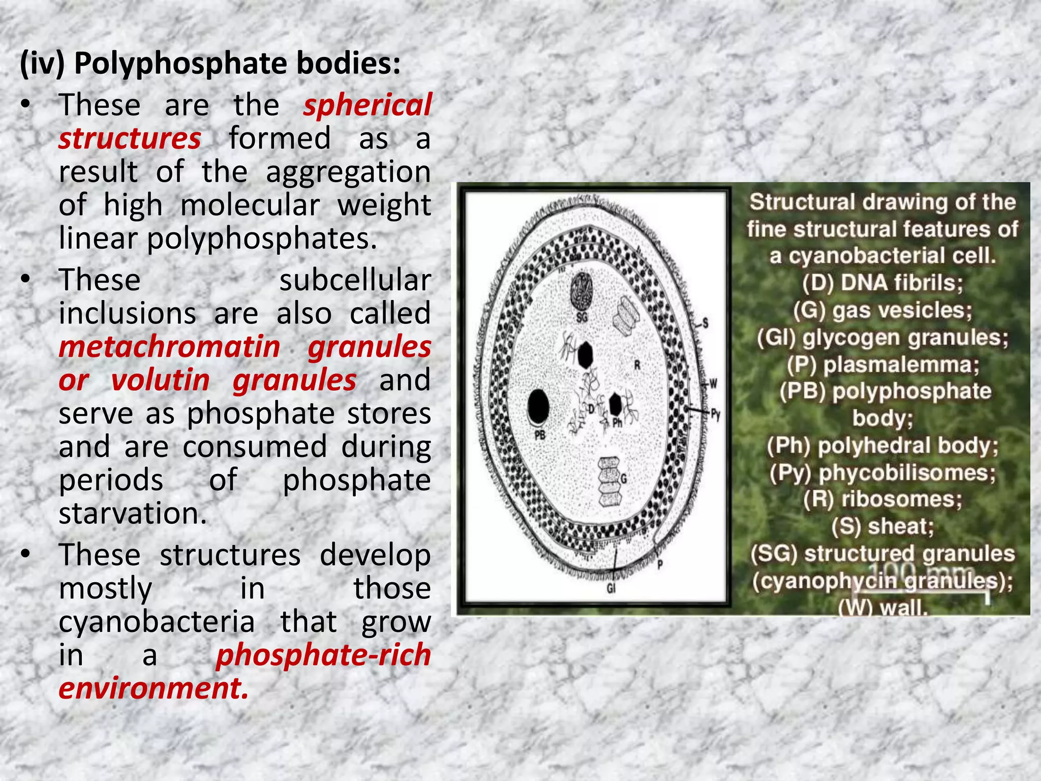 Prokaryotic and Eukaryotic Algal cell structure | PPTX