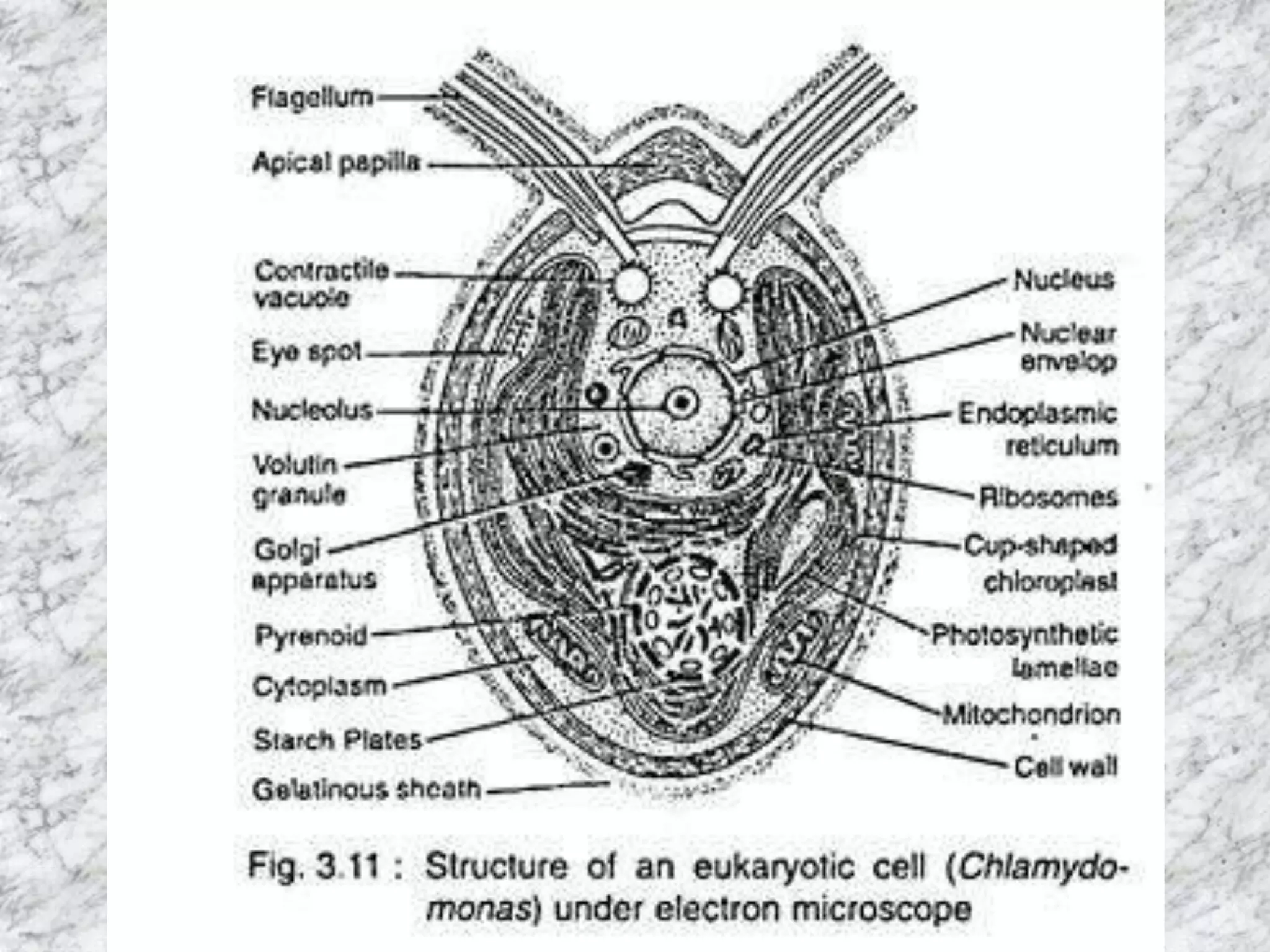 Prokaryotic and Eukaryotic Algal cell structure | PPTX