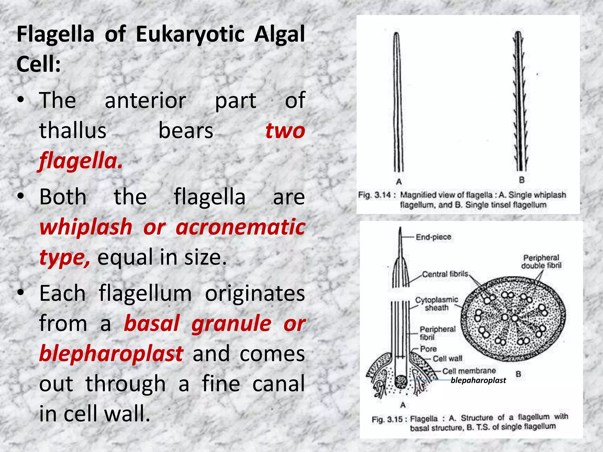 Prokaryotic and Eukaryotic Algal cell structure | PPTX