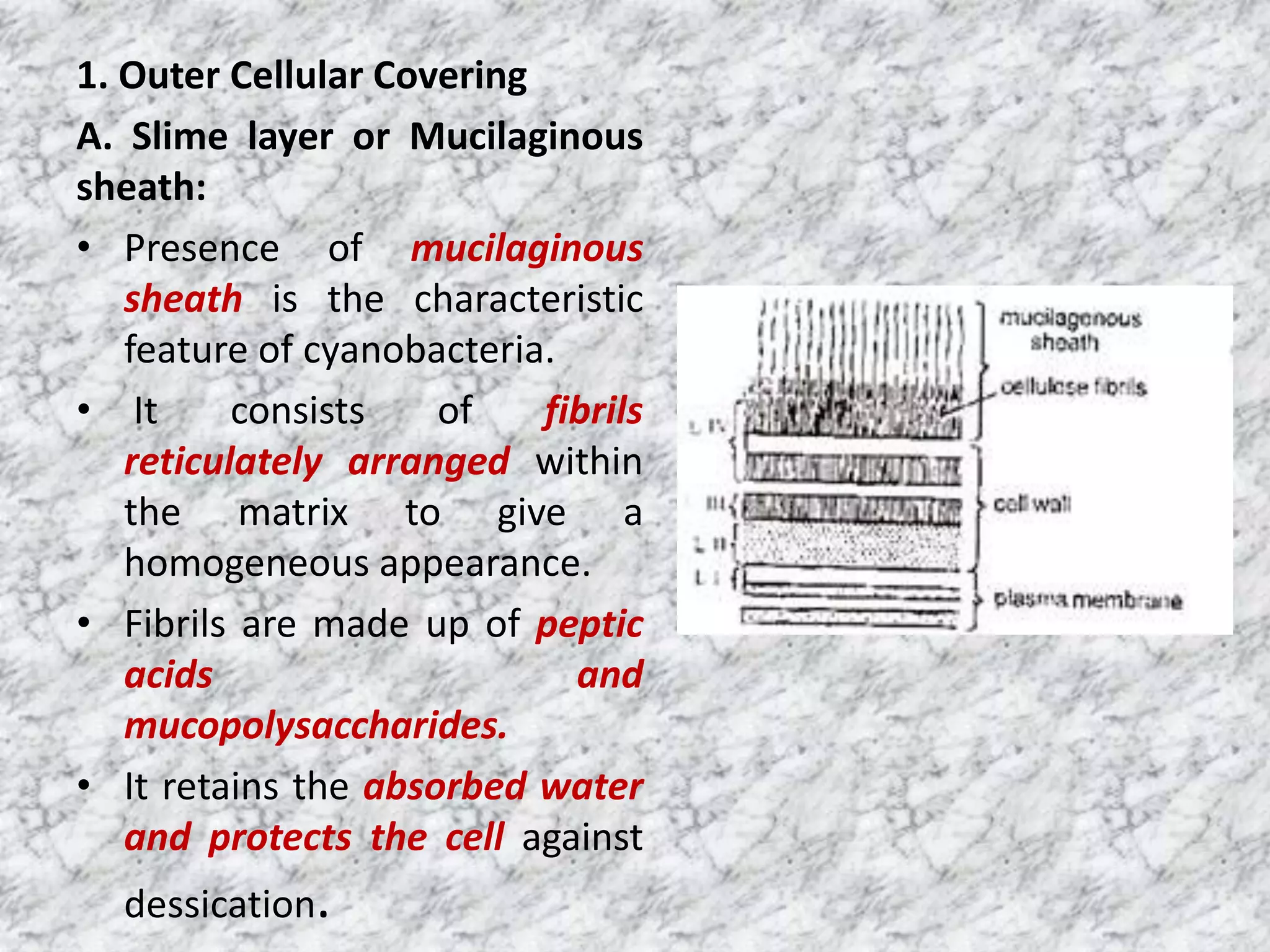 Prokaryotic and Eukaryotic Algal cell structure | PPTX