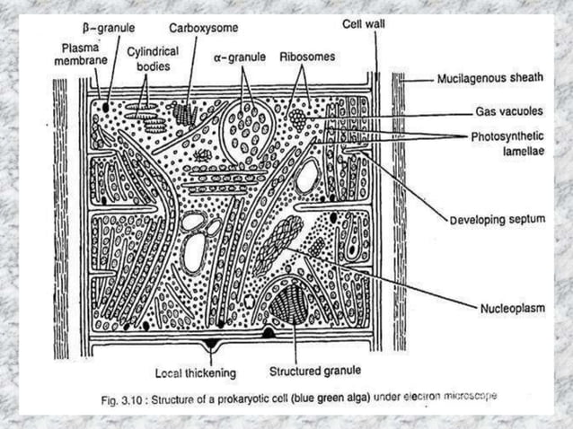 Prokaryotic and Eukaryotic Algal cell structure | PPTX | Biological ...