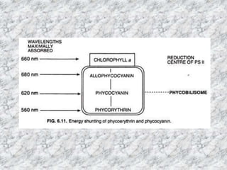 Prokaryotic and Eukaryotic Algal cell structure | PPTX