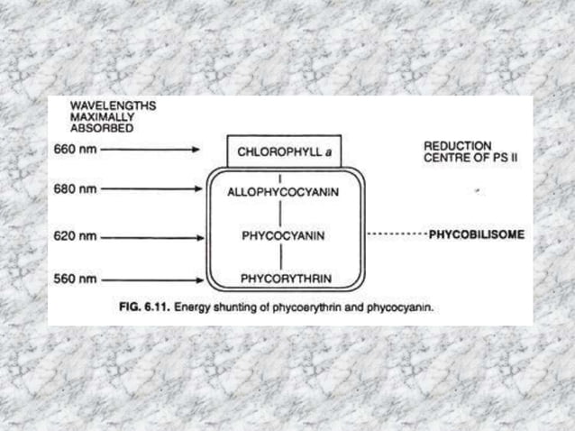 Prokaryotic and Eukaryotic Algal cell structure | PPTX | Biological ...