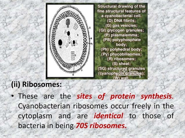 Prokaryotic and Eukaryotic Algal cell structure | PPTX | Biological ...