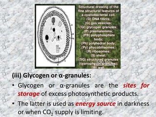 Prokaryotic and Eukaryotic Algal cell structure | PPTX
