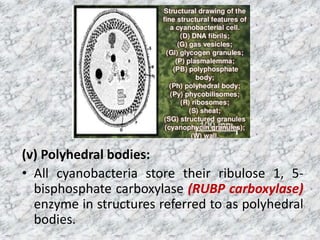 Prokaryotic and Eukaryotic Algal cell structure | PPTX