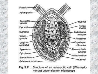 Prokaryotic and Eukaryotic Algal cell structure | PPTX | Biological Sciences | Science