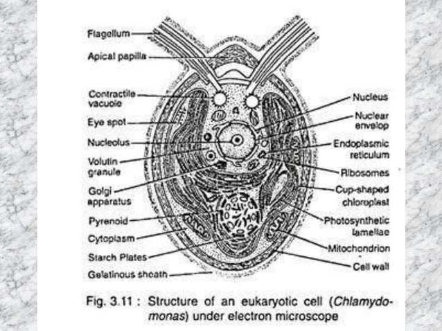 Prokaryotic and Eukaryotic Algal cell structure | PPTX | Biological ...
